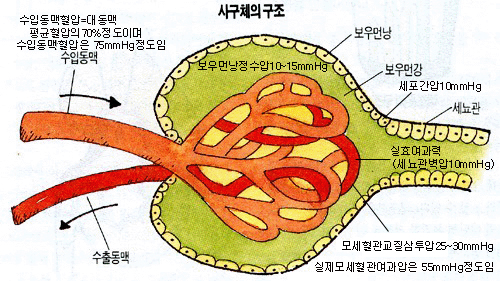 복수조절을 위한 신장 사구체의 구조 및 작용 소변생성 원리 이미지 출처 구글검색 네이버 블로그