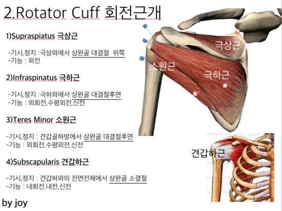 어깨 인체 해부학 골격근 중 어깨근육의 기지정지기능 삼각근회전근개rotator Cuff극상근극하근소원근