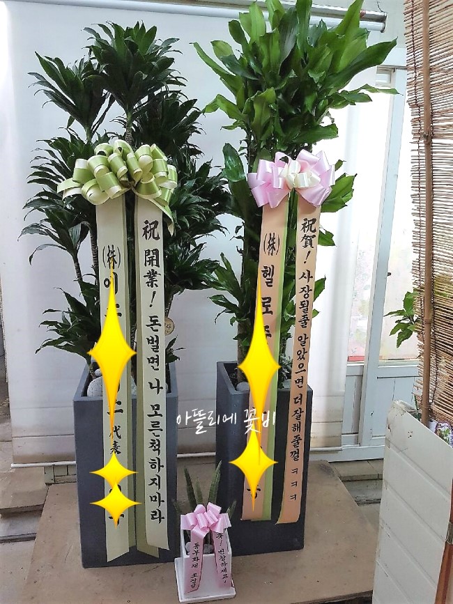 개업화분 키큰화분 개업선물 대형식물 콤펙타 황금죽 식물인테리어 대치동꽃집 강남꽃배달 대치사거리꽃집 네이버 블로그