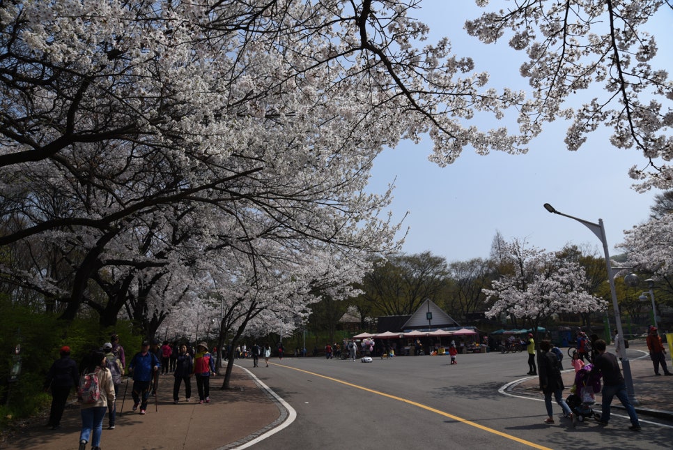 인천대공원 벚꽃터널 화려한 벚꽃 풍경이네 네이버 블로그