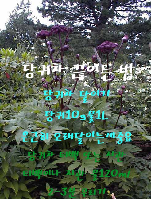 당귀 다이어트에 좋은 약초 살빼는 약초 네이버 블로그