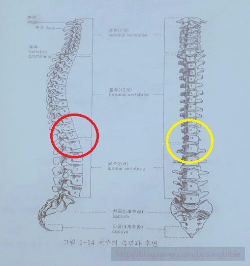 척추압박골절흉추11번흉추12번요추1번의 후유장해평가로 알아보는 지급보험금 네이버 블로그