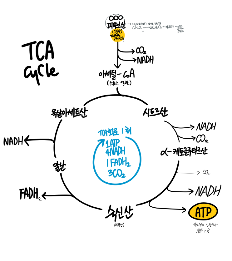 생2 [TCA회로/시트르산 회로/크랩스회로 ] : 네이버 블로그