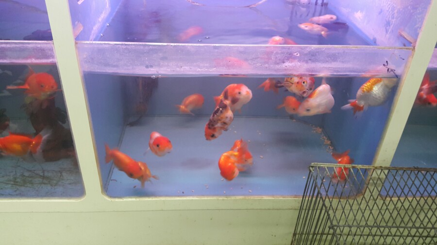 부산수족관 추천 광원수족관 금붕어 네이버 블로그