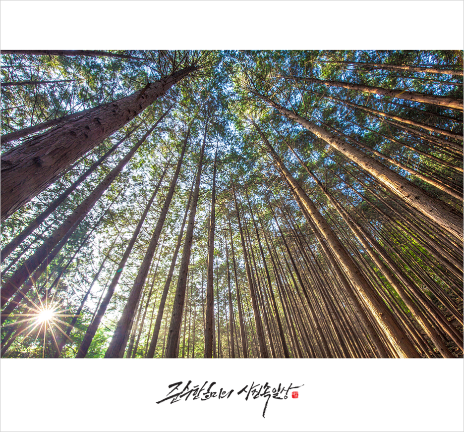 [ 전북 완주 ] 공기마을 상관 편백나무 숲, 치유의 숲 : 네이버 블로그