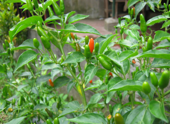 [필리핀 맛집] 필리핀 고추 나부요(labuyo)에 대하여 : 네이버 블로그