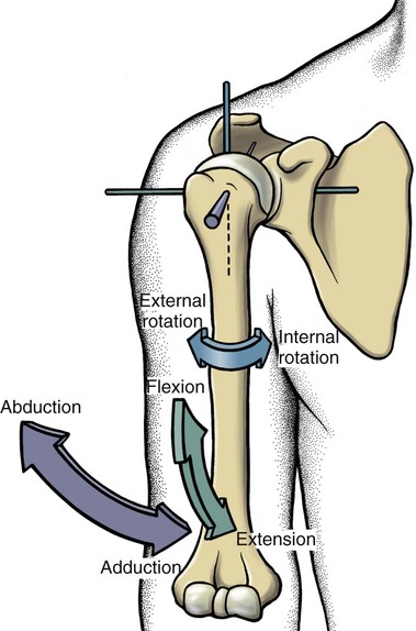 상완와관절(Glenohumeral Joint)의 구조 및 특성 : 네이버 블로그