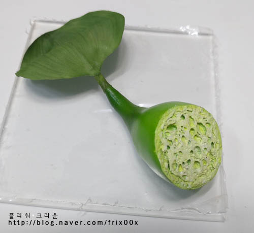 부레옥잠 단면 학습교구 네이버 블로그