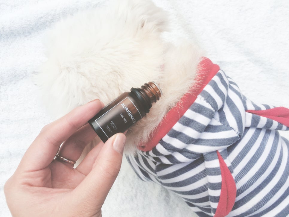 오리지날스auriginals 호주 유기농 티트리 오일 Tea Tree Oil 사용법 강아지 애완견 벼룩진드기