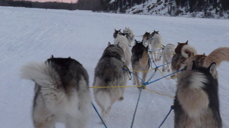 알래스카 개썰매 알래스카 대자연 툰드라를 달리는 허스키와 Alaskan Malemute 알래스카 허니문투어 알래스카