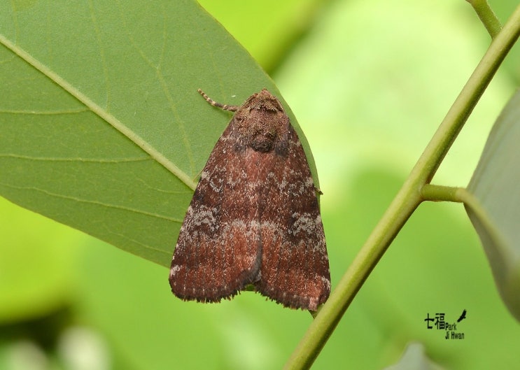 중국두점박이밤나방 Hadjina chinensis : 네이버 블로그