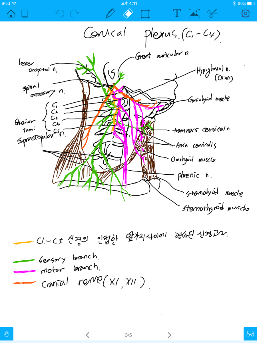 차의과학대학교 대학원 기능해부학 1학기 시험을 준비하며 네이버 블로그