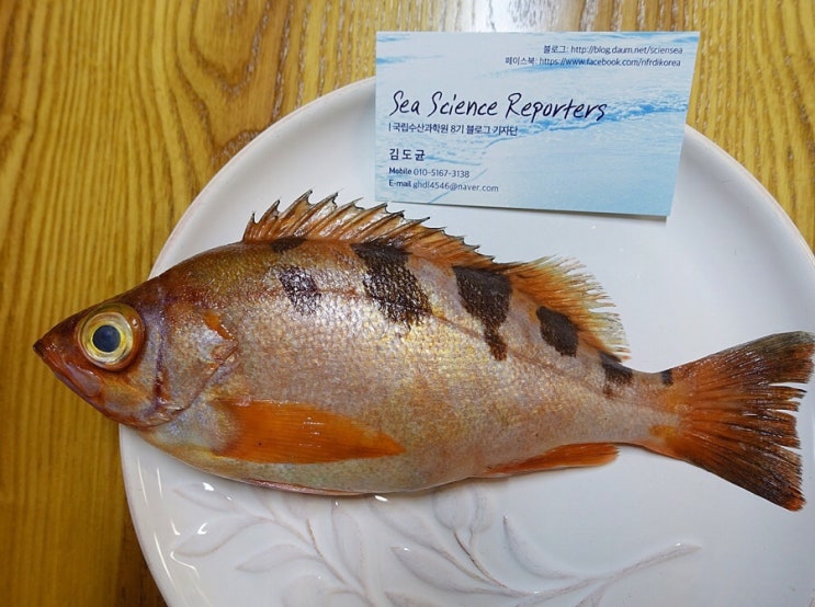 도화볼락 : 네이버 블로그