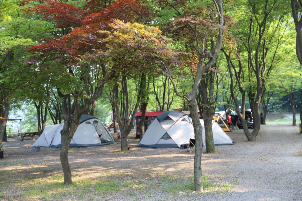 연천캠핑장 나무 그늘 많은 숲속의보물나라 수영장과 계곡은 덤 네이버 블로그