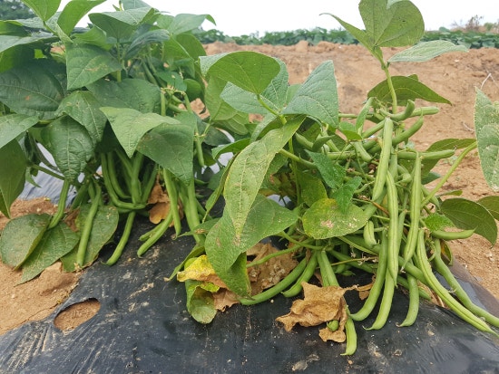 그린빈과 엘로우빈 키우기2 : 네이버 블로그