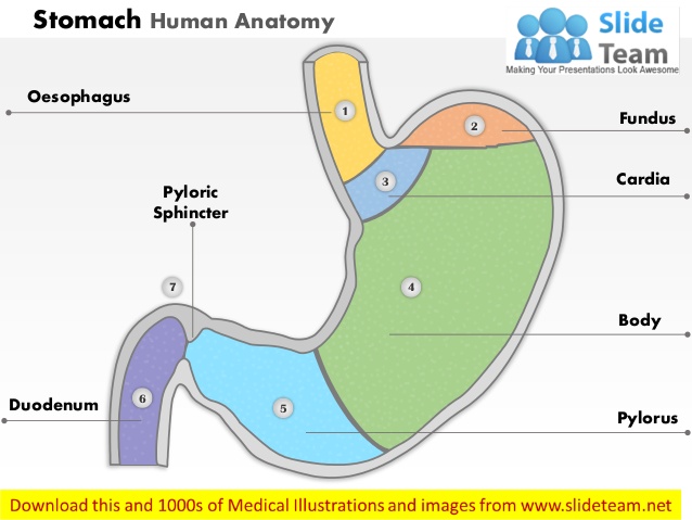 위 내시경 용어정리(EGDS) : stomach anatomy : 네이버 블로그