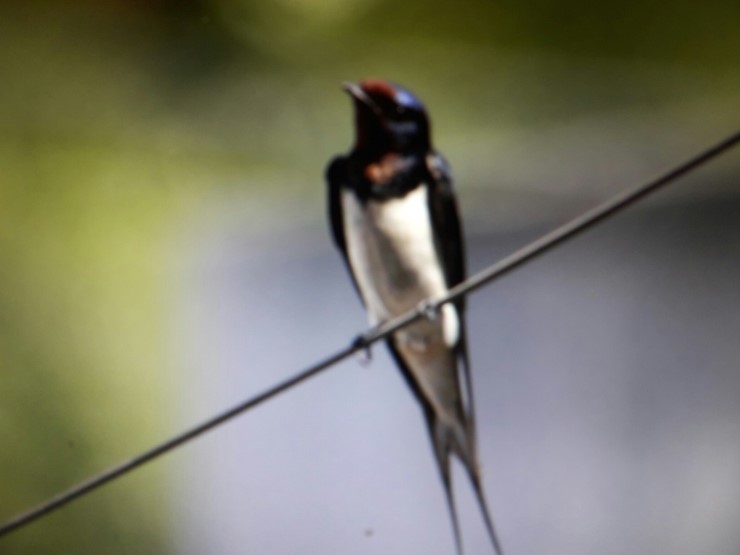 노래 제비의 가사 : 네이버 블로그