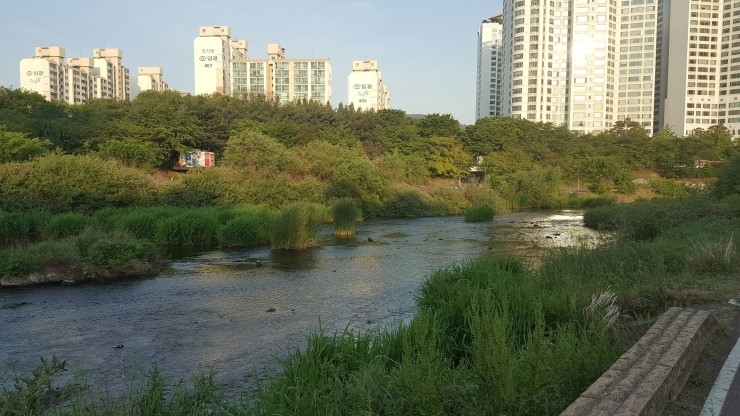 분당 구미동 아파트 전세 구미동 까치마을 주공2단지 24평형 209동 10층 남향 전세 31억 입주 정상 20177