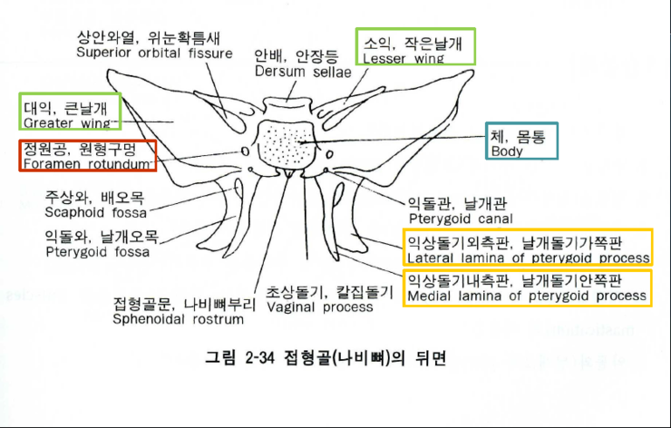 sphenobasilar symphysis(sbs) 접형기저결합(sbs)의 중요성과 움직임 - part 1 접형골 ...