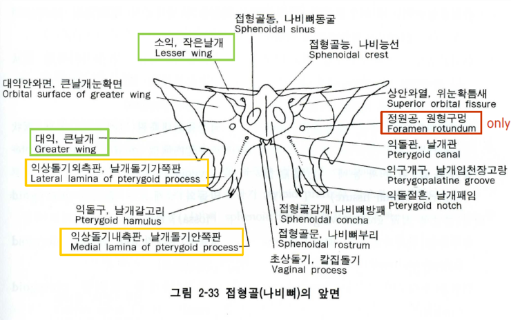 sphenobasilar symphysis(sbs) 접형기저결합(sbs)의 중요성과 움직임 - part 1 접형골 ...