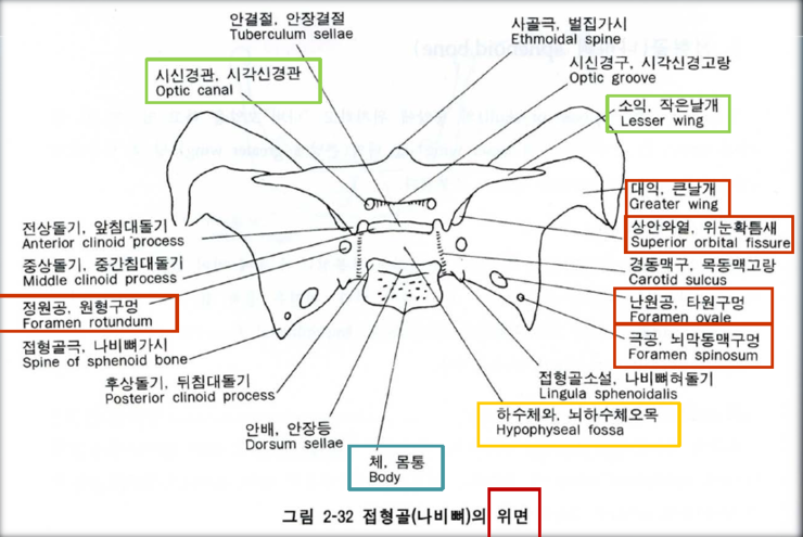 sphenobasilar symphysis(sbs) 접형기저결합(sbs)의 중요성과 움직임 - part 1 접형골 ...