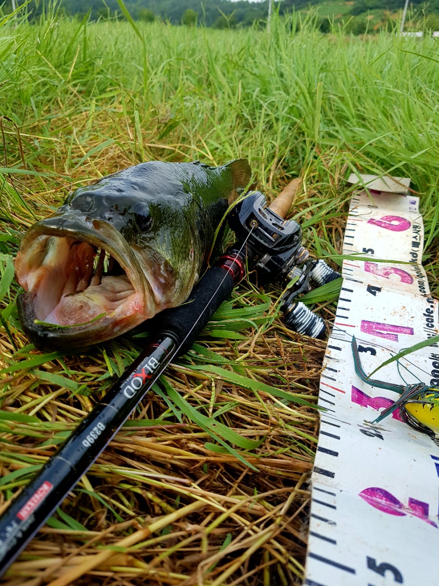 JS 빅소드 b2 762 XXH 로드 리뷰 : 네이버 블로그