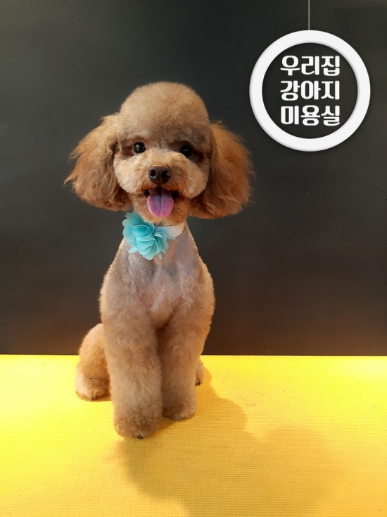태양 푸들스포팅 애프리푸들미용 강아지미용 덕소강아지미용도농동애견미용도농애견미용도농애견샵수택동애견미용별내