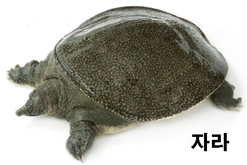 거북이와 자라의 차이점에 대해 알아볼까요 네이버 블로그