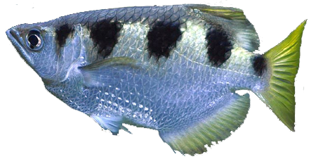 아처 피쉬 : 물총고기 : 네이버 블로그