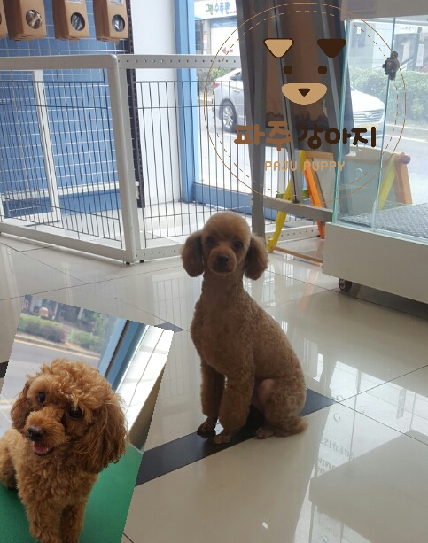 푸들 스포팅 푸들 발등올린 섬머컷 미용 금촌애견미용 금촌 강아지 미용 파주 교하애견미용 운정 애견미용 문산애견미용하는 파주강아지