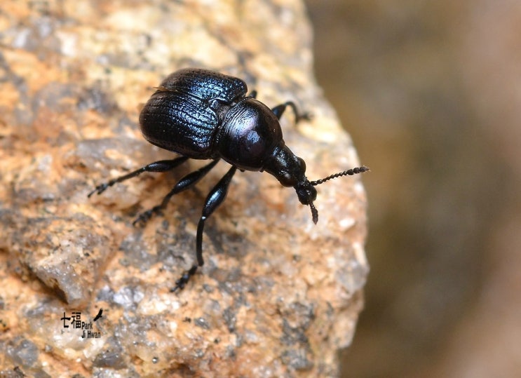 앞다리톱거위벌레 Cyrtolabus mutus : 네이버 블로그