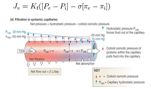 [graph] 혈관, 혈압과 교질삼투압 관계 : 네이버 블로그