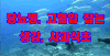 당뇨병 고혈압 잡는 생강 사과식초 네이버 블로그