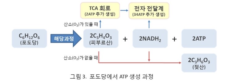 젖산 시스템압구정헬스 슬림투바디짐 네이버 블로그