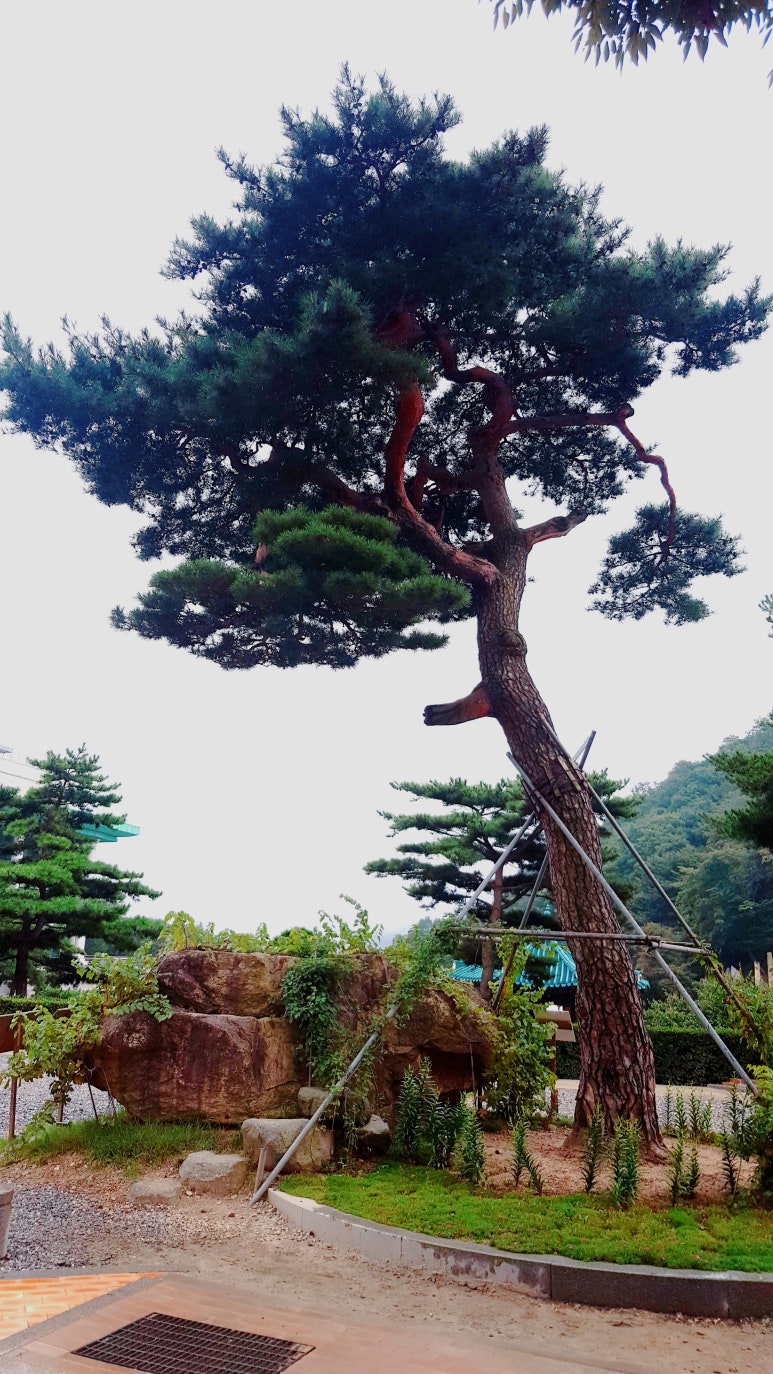 [jms재미쓰아빠] jms재미쓰아빠와 함께 가는 월명동 - 아름드리 소나무 : 네이버 블로그