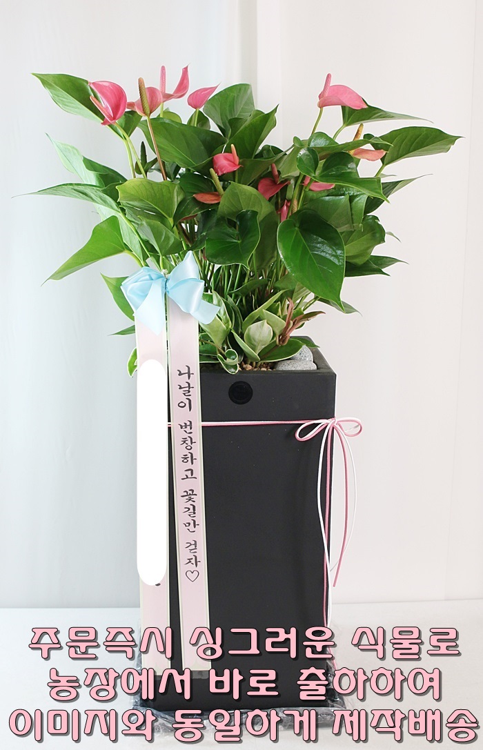 개업축하화분은 화사한 꽃이 있는 화분으로 네이버 블로그