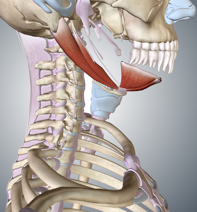 Right suprahyoid muscles 설골상근 : 네이버 블로그