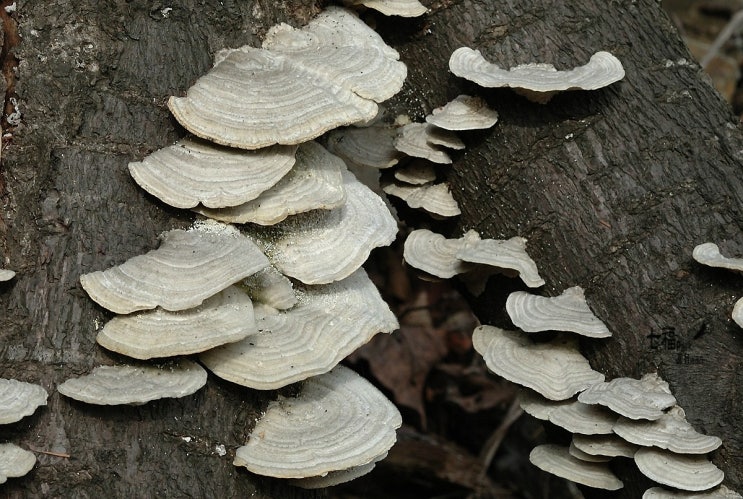 흰구름송편버섯 Trametes hirsuta = Coriolus hirsutus : 네이버 블로그
