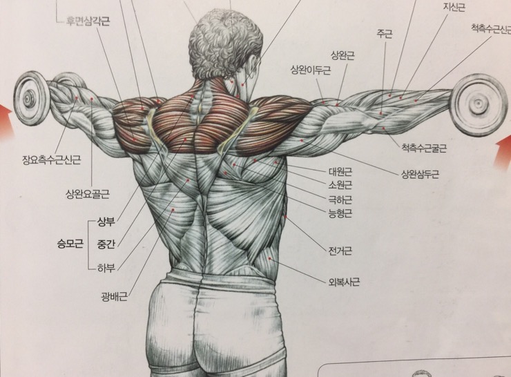 남자 어깨 운동 루틴 알아봅시다 네이버 블로그