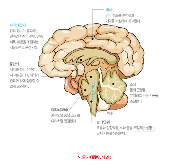 한국인재교육원 운동 생리학 Cns 중추신경계 네이버 블로그