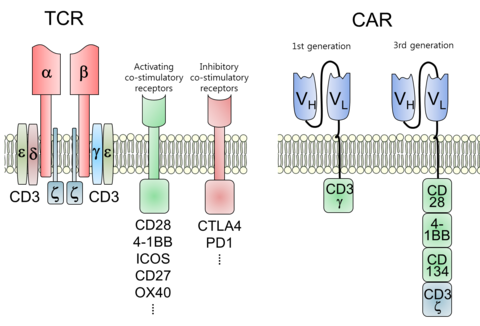 Engineered T cells - 면역조절 세포치료제 background (3) : 네이버 블로그