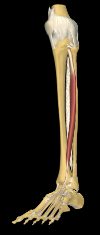 [수지PT]장지신근, 단지신근(Extensor Digitorum Longus&Brevis)과 Manual Muscle ...