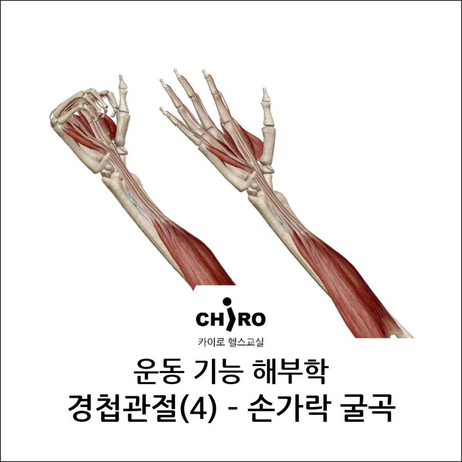 영등포 Pt 카이로헬스교실의 운동 기능 해부학 경첩 관절 알아보기4 손가락 관절의 굴곡 굽힘 네이버 블로그