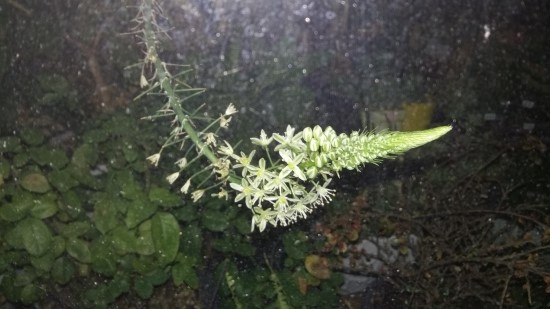 눈내리는 창밖에서 본 요놈 : 네이버 블로그