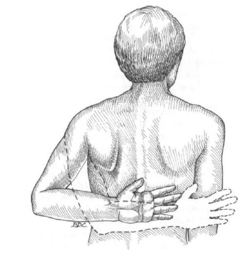 오훼상완근(부리상완근)의 통증유발점과 운동치료 : 네이버 블로그