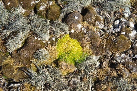 남극개미자리[Colobanthus quitensis (Kunth) Bartl.] : 네이버 블로그