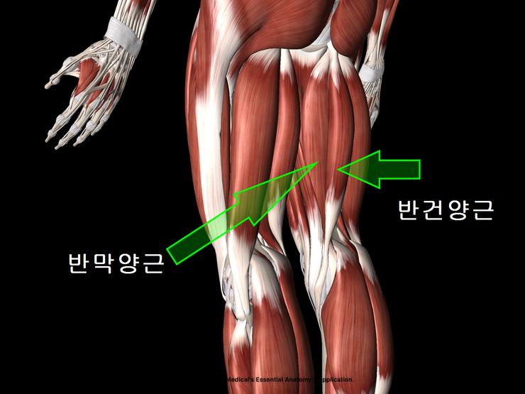 대전 유성화목한 한의원 무릎 내측 통증 내측 측부인대 손상 반월판 손상 전십자 손상 퇴행성 관절염 대퇴사두근 내측광근 봉공근