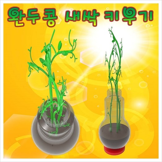 완두콩키우기 새싹키우기 식물기르기 만들기 자연 학습 씨앗발아기 교구 교재 만들기 스팀사이언스스팀과학