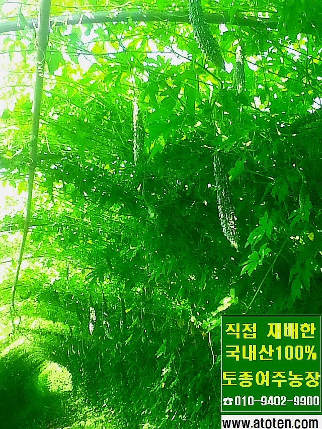생여주 효능★생여주 판매 생여주 파는곳 생여주 먹는방법 생여주 요리 생여주 보관법 네이버 블로그