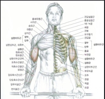 팔근육 (이두근, 상완근, 삼두근) 의 기능과 위치 알아볼까요? : 네이버 블로그